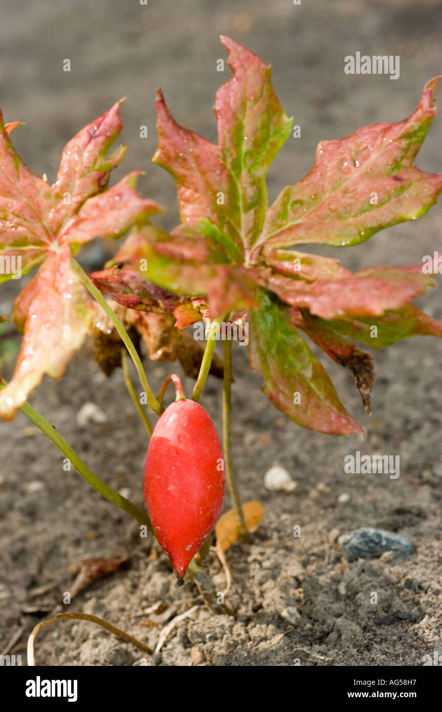 Red fruit od medicinal plant Himalayan Mayapple Berberidaceae ...