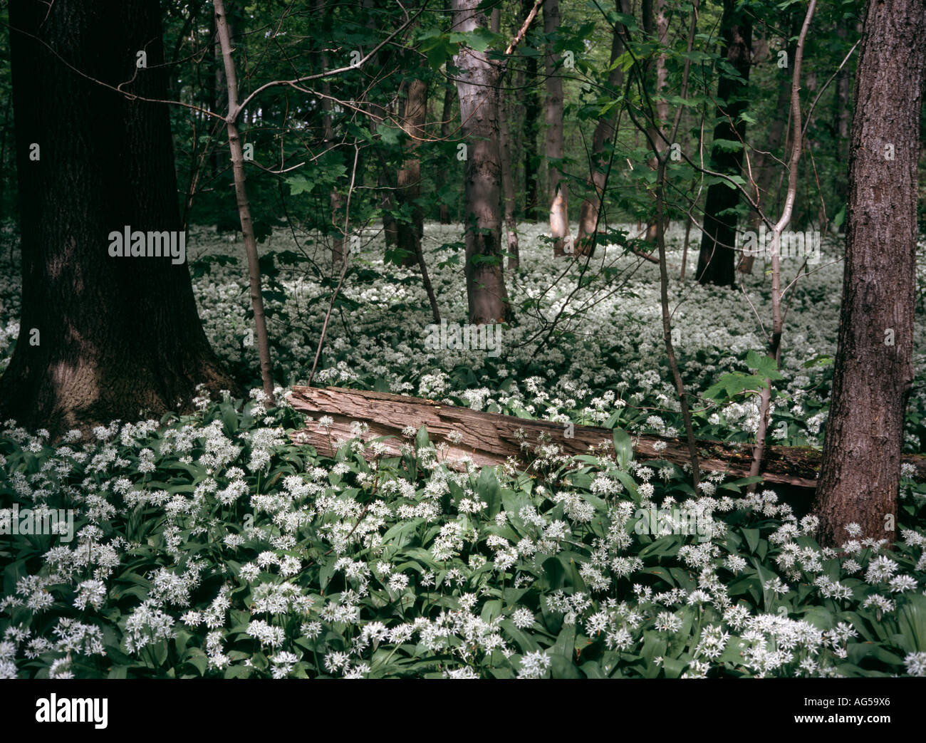 Wild garlic bloom in the park hi-res stock photography and images - Alamy