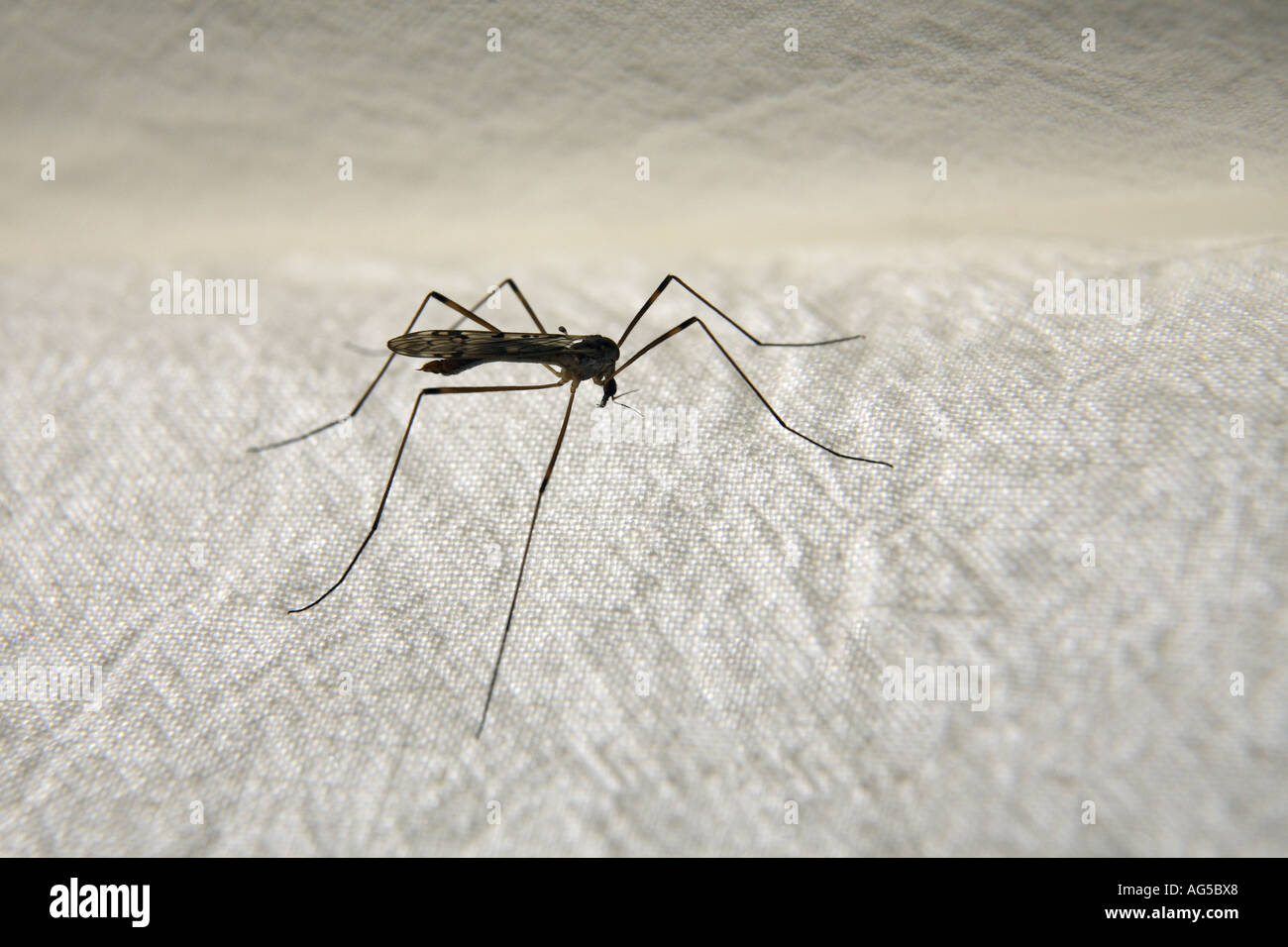 On cloth hi-res stock photography and images - Alamy