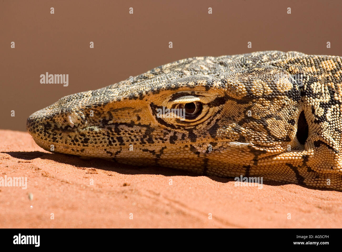 Perentie Varanus giganteus Outback Northern Territory Australia Stock ...