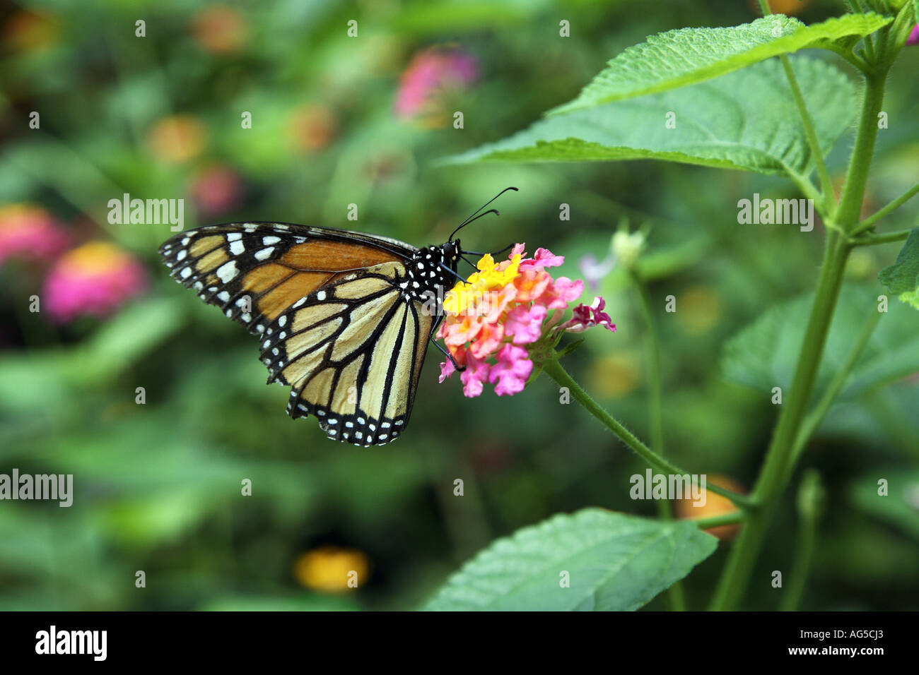 Profile of danaus plexippus hi-res stock photography and images - Alamy