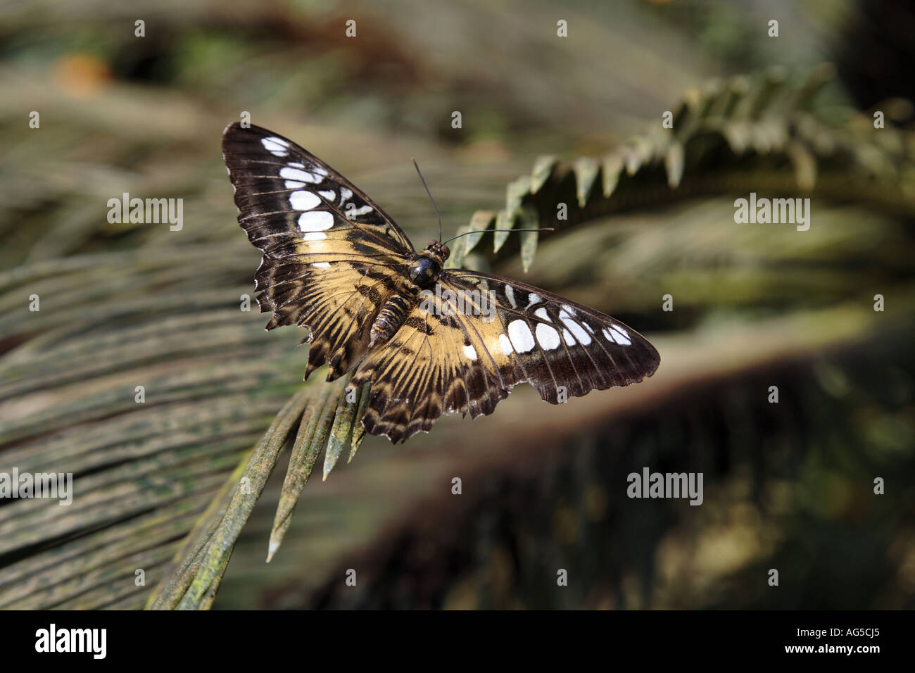 Clipper butterfly - Parthenos sylvia Stock Photo - Alamy