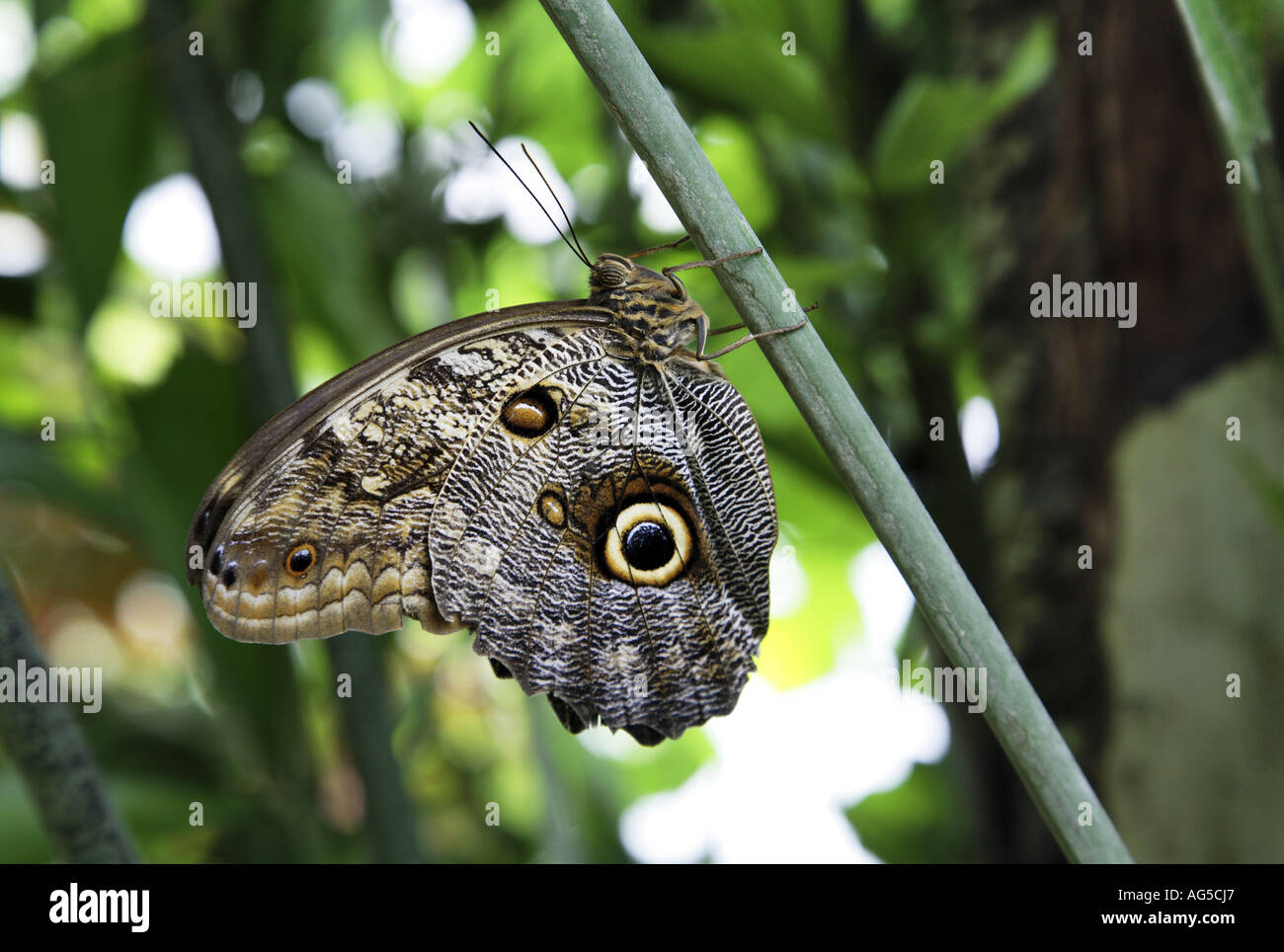 Owl butterfly - Caligo eurilochus Stock Photo - Alamy
