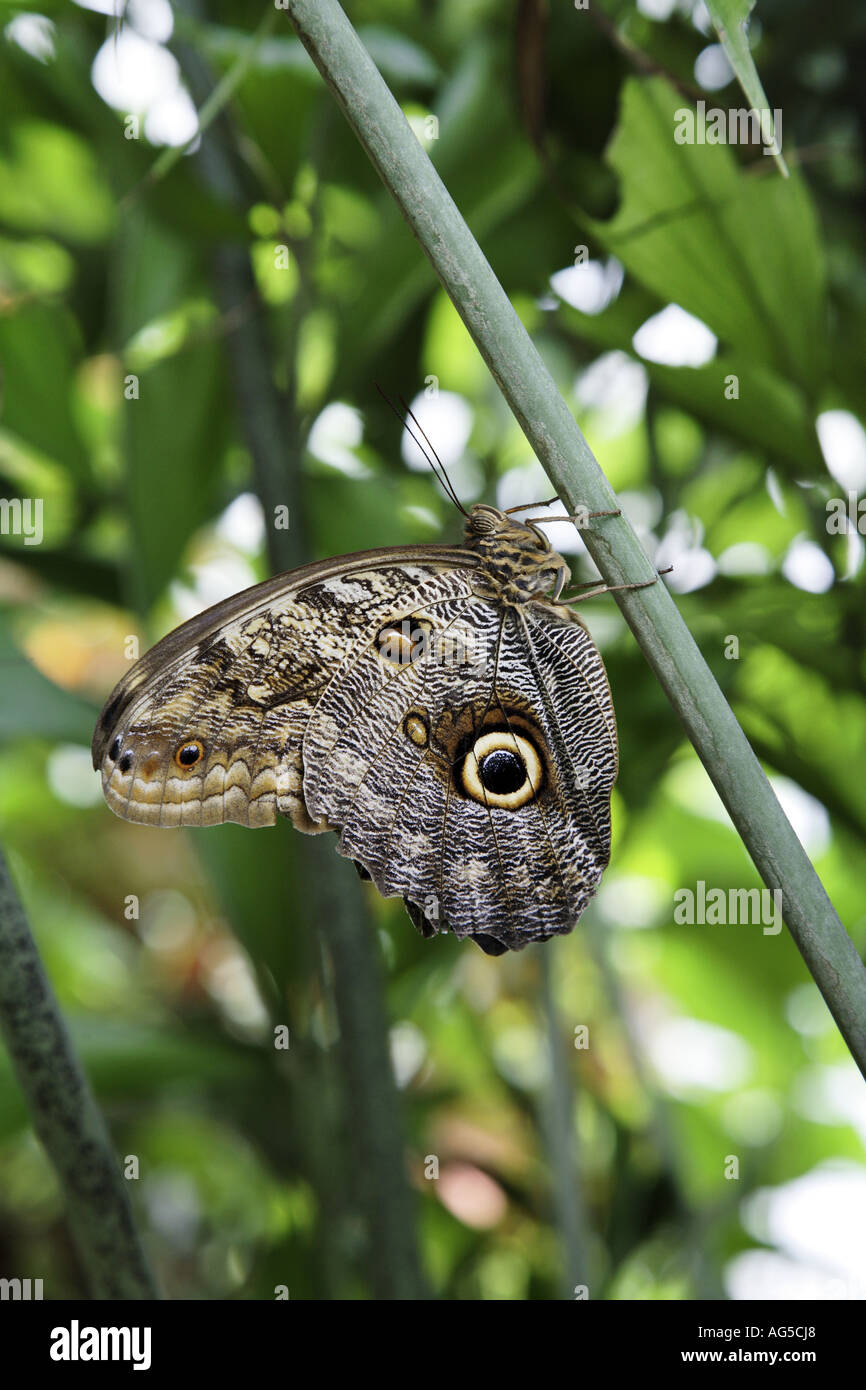 Owl butterfly - Caligo eurilochus Stock Photo - Alamy