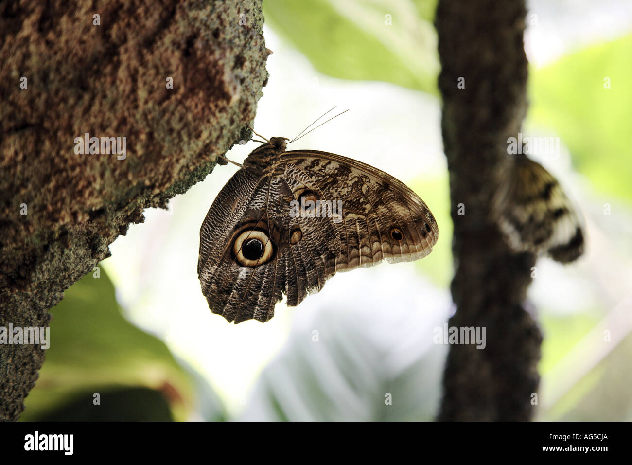Owl butterfly - Caligo eurilochus Stock Photo - Alamy