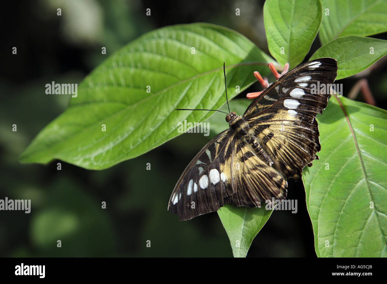 Clipper butterfly - Parthenos sylvia Stock Photo - Alamy
