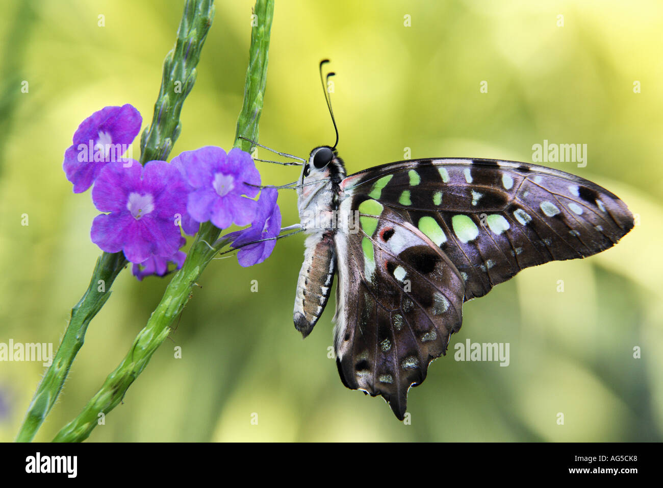 Tailed jay butterfly - Graphium agamemnon Stock Photo - Alamy