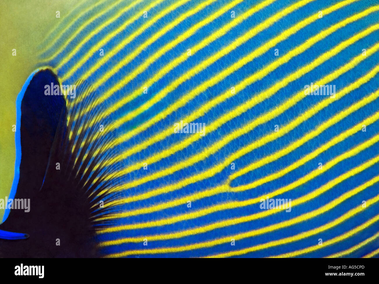 Blue stripe angelfish hi-res stock photography and images - Alamy