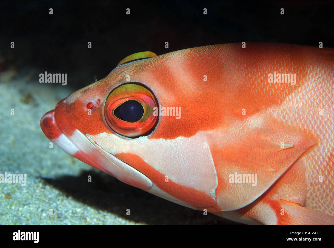 Grouper fish head stand hi-res stock photography and images - Alamy