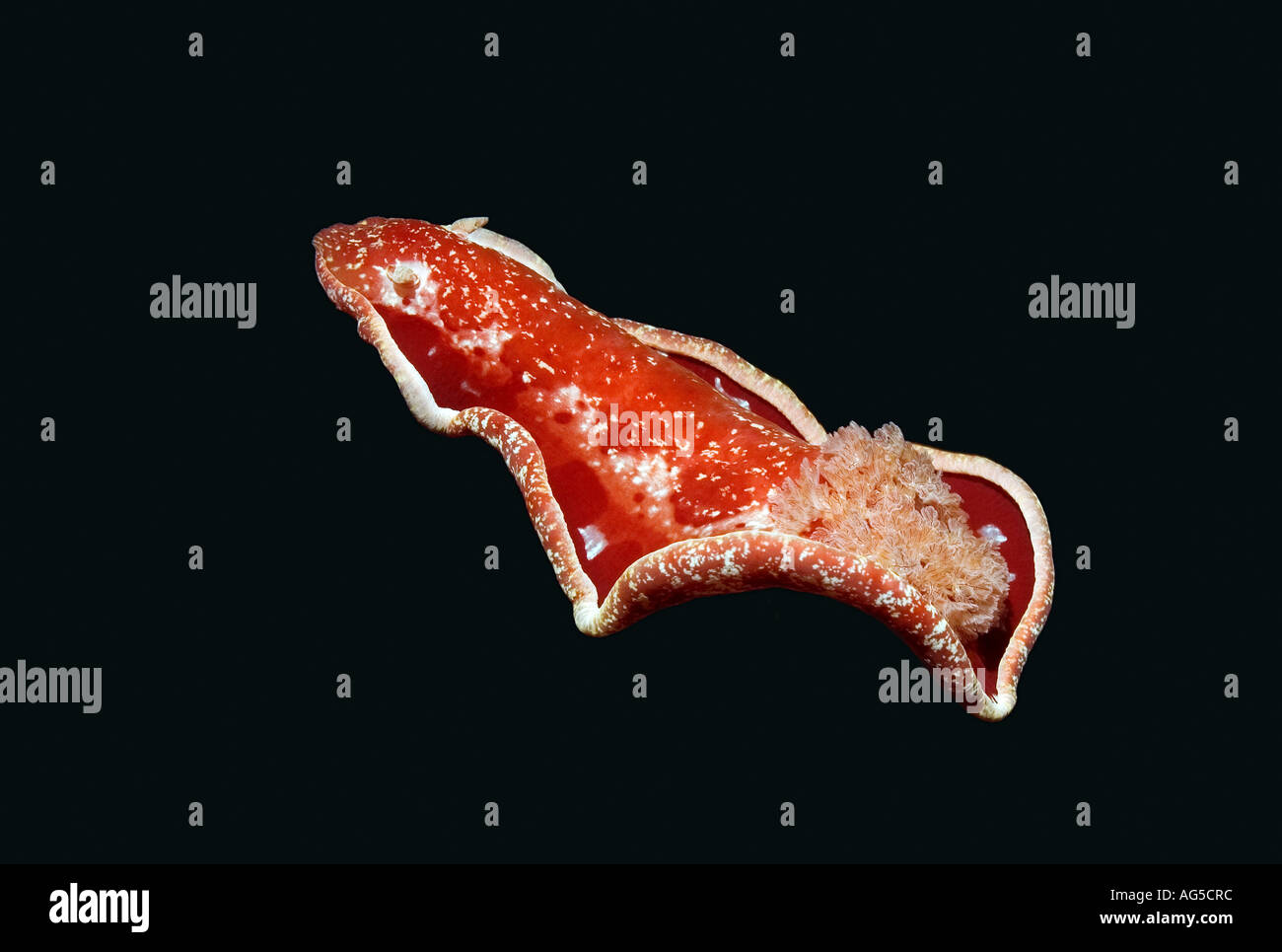 Night_diving hi-res stock photography and images - Alamy