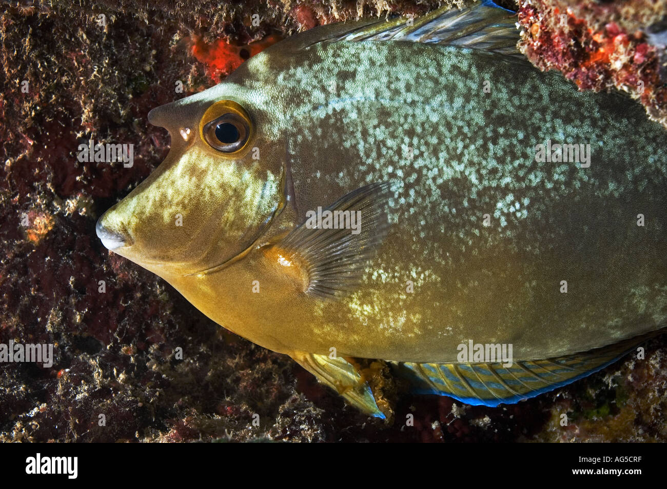 Unicorn surgeonfish hi-res stock photography and images - Alamy