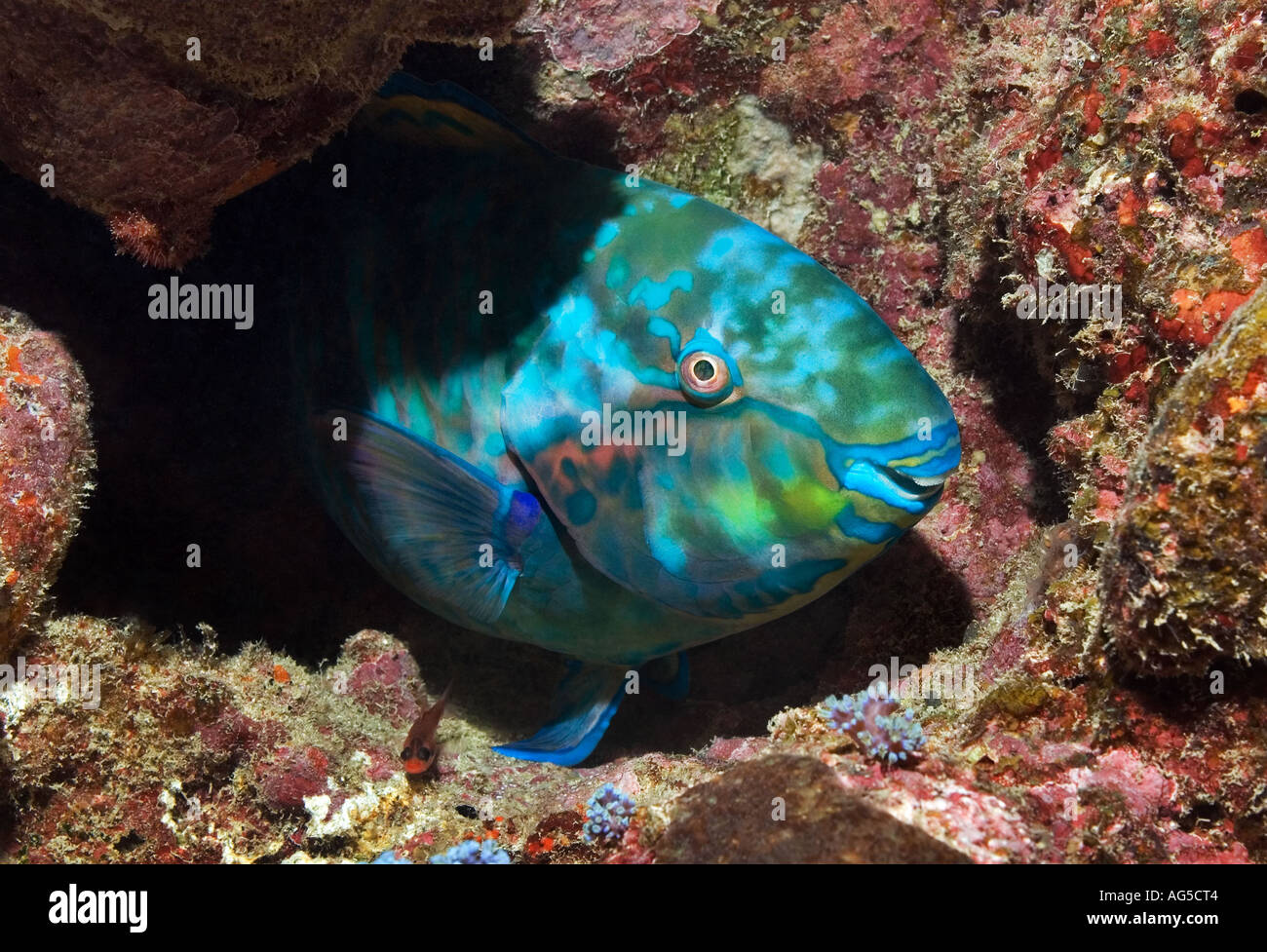 Striped parrotfish hi-res stock photography and images - Alamy