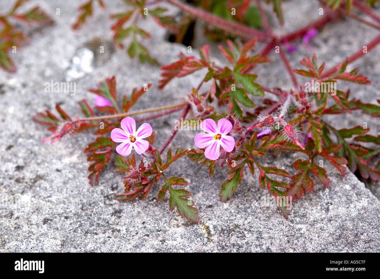 Herb Robert Geranium robertianum growing over a gravestone in a London ...