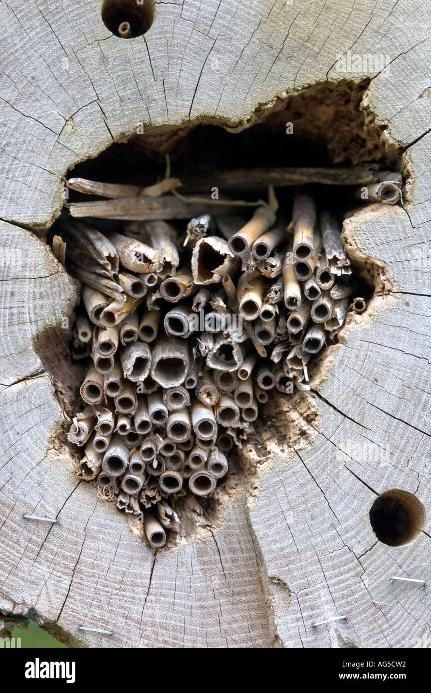 Hollow log insect hi-res stock photography and images - Alamy