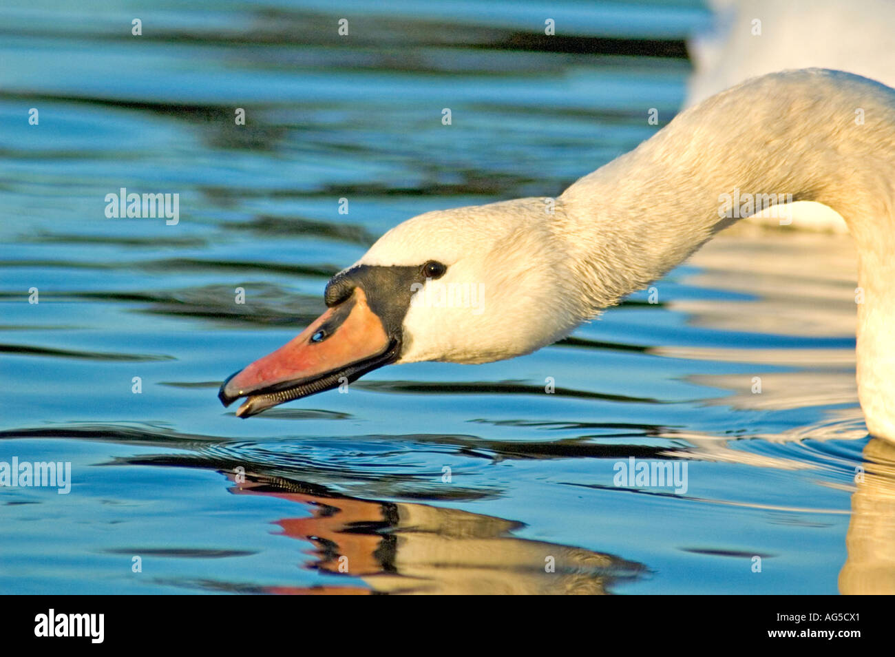 Mute Swan Cygnus olor with mouth open about to drink from the lake ...