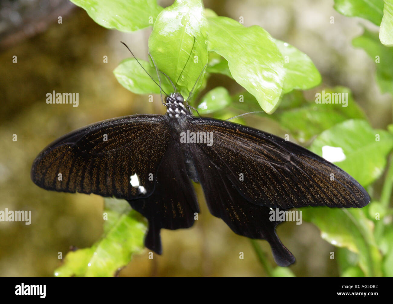 Crow swallowtail, Papilio bianor, Asia Stock Photo - Alamy