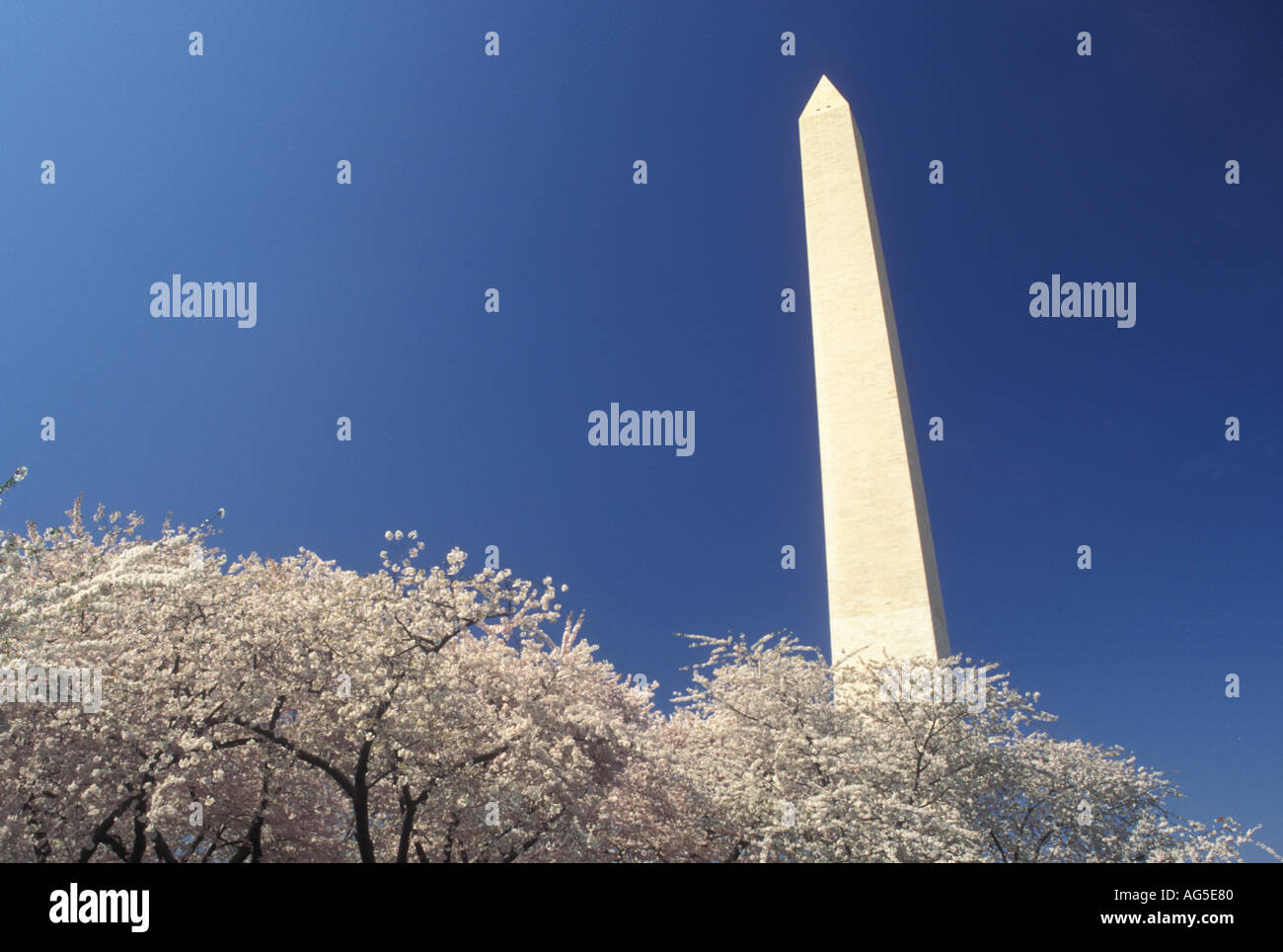 Washington dc cherry blossoms pictures hi-res stock photography and ...