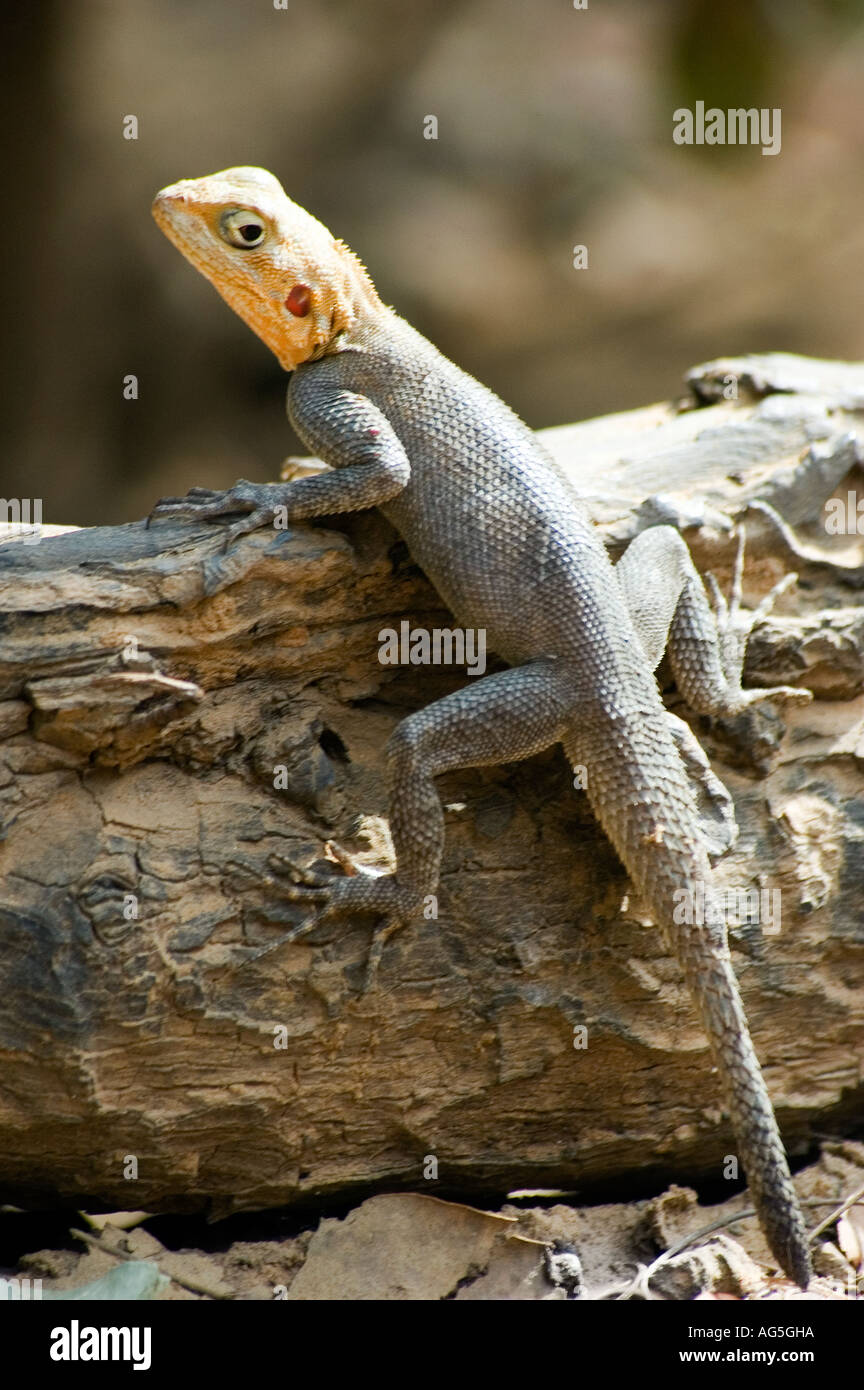The AGAMA LIZARD is known in West Africa as the Rainbow lizard ...