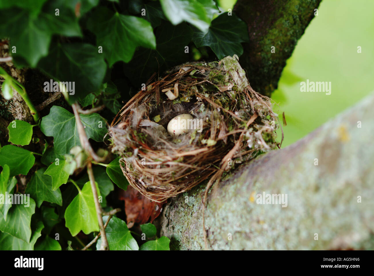 Single egg in nest hi-res stock photography and images - Alamy