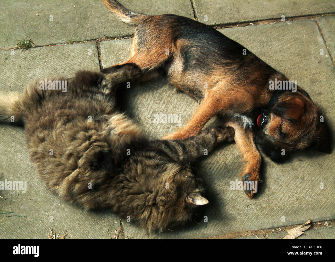 Cat And Dog Stock Photo - Alamy