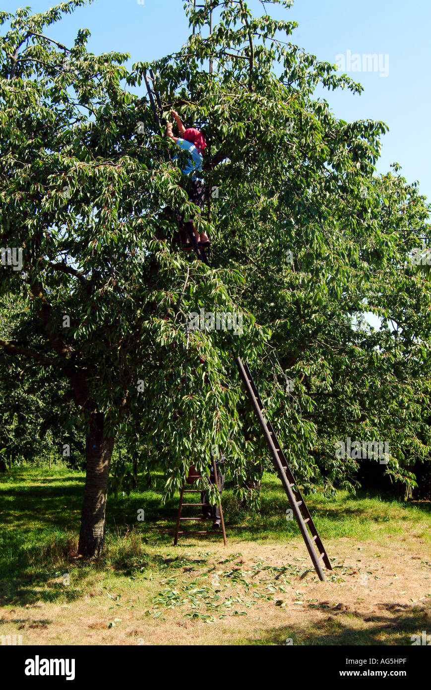 Cherry tree ladder fruits hi-res stock photography and images - Alamy