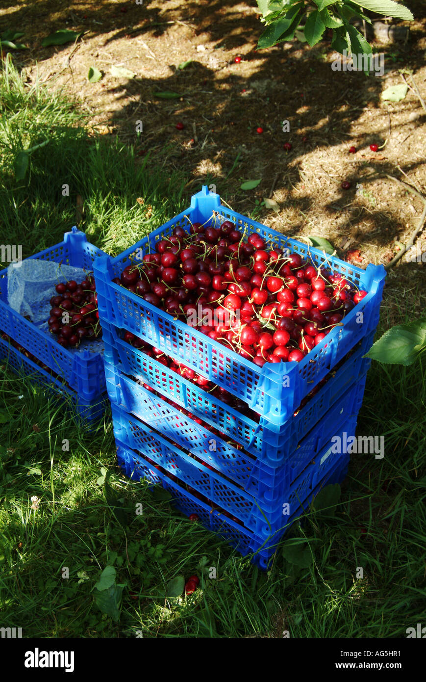 Red cherry pickers hi-res stock photography and images - Alamy