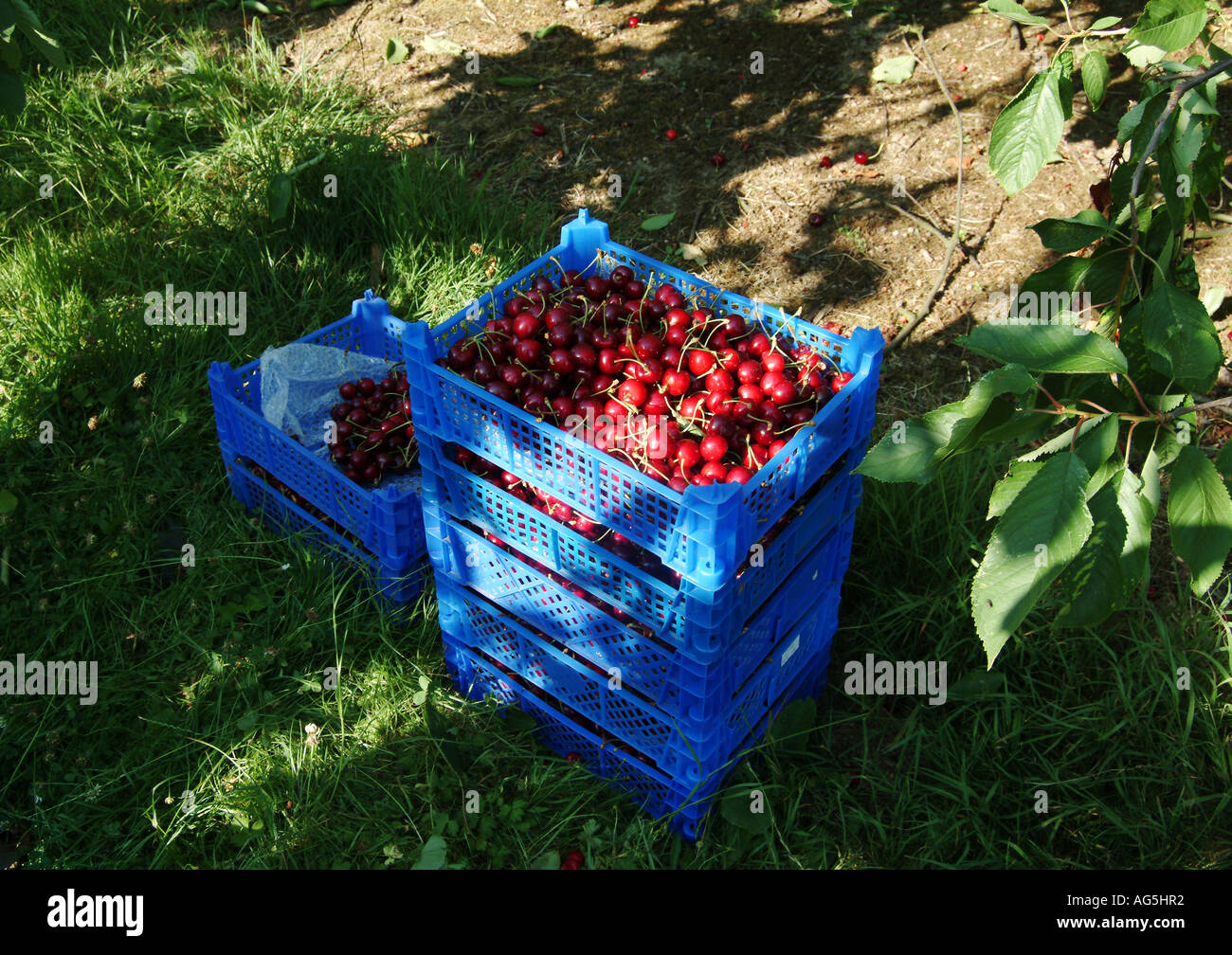 Red cherry pickers hi-res stock photography and images - Alamy
