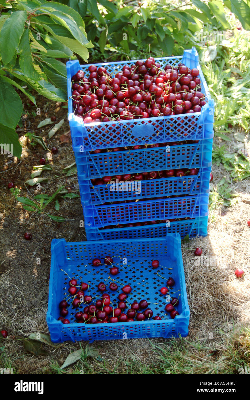 Red cherry pickers hi-res stock photography and images - Alamy