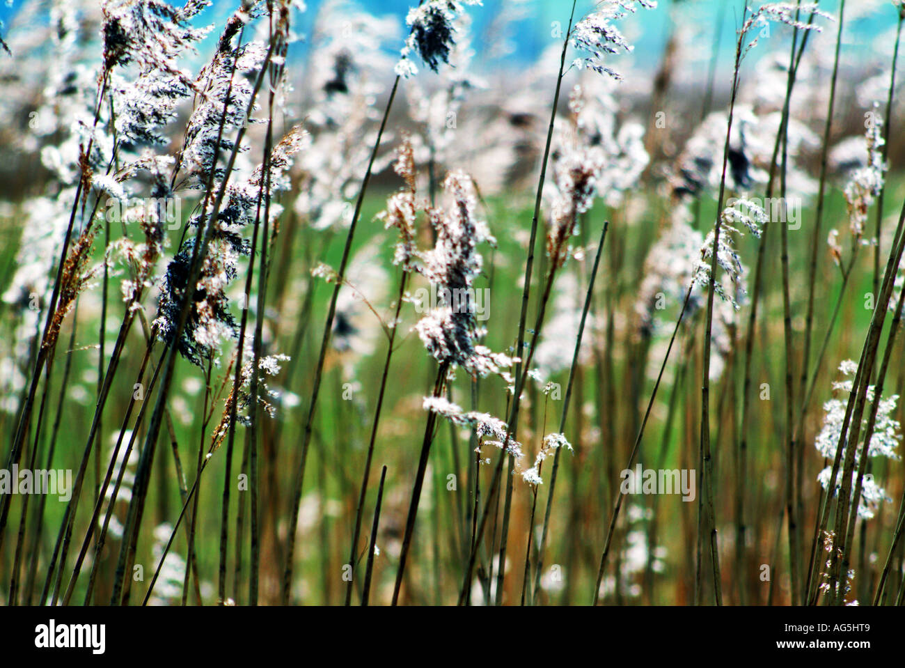 Wild swamp grass seeds hi-res stock photography and images - Alamy