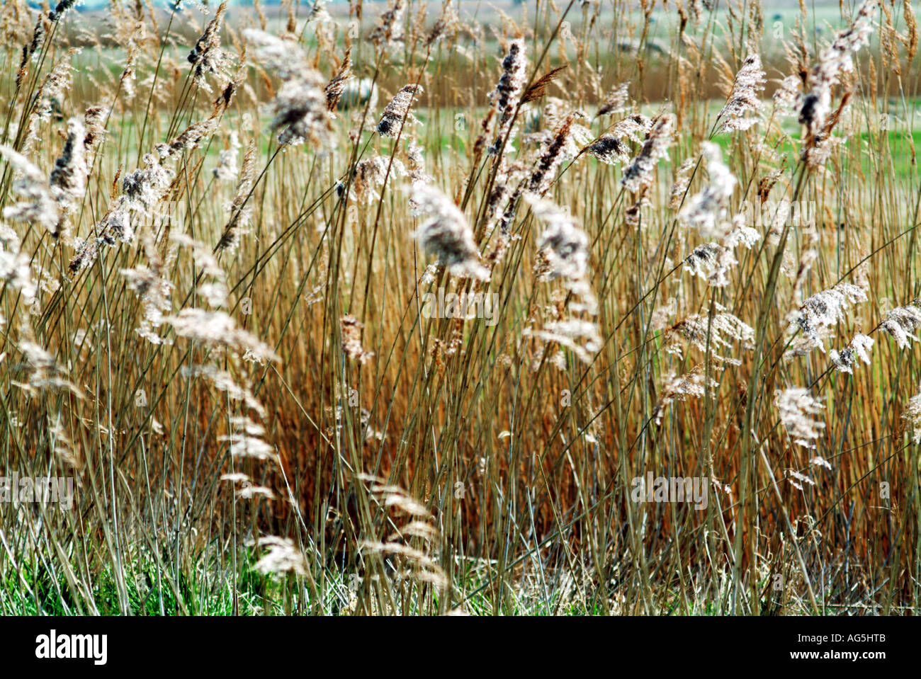 Wild swamp grass seeds hi-res stock photography and images - Alamy