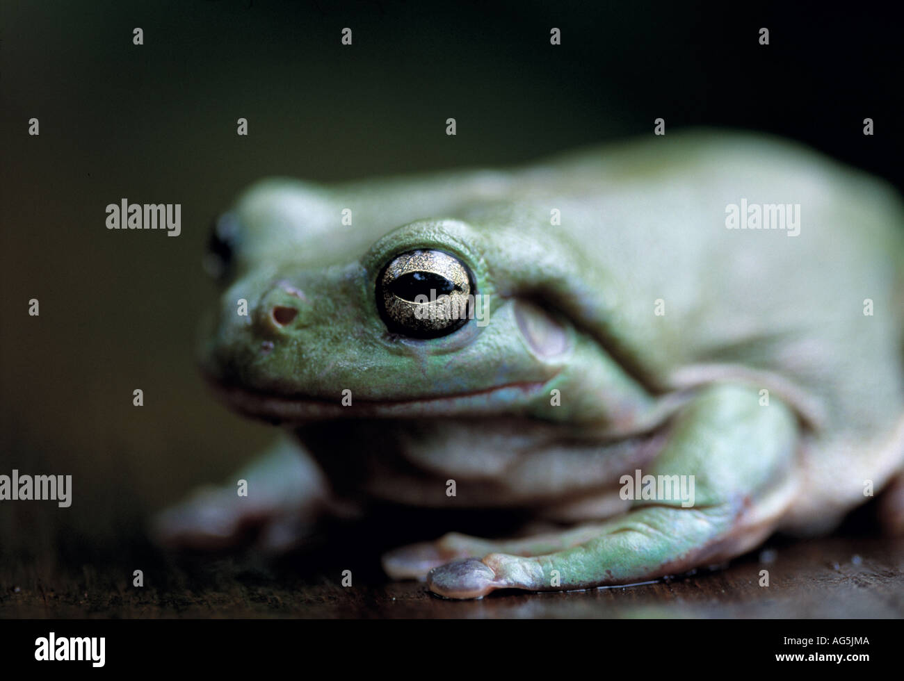 large australian frog lying down on wooden board Stock Photo - Alamy