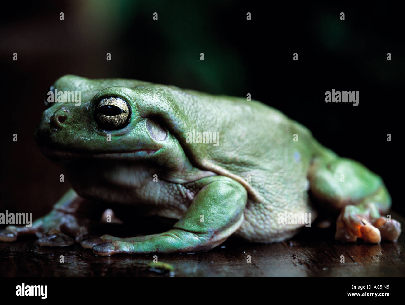 Squat rain forest hi-res stock photography and images - Alamy