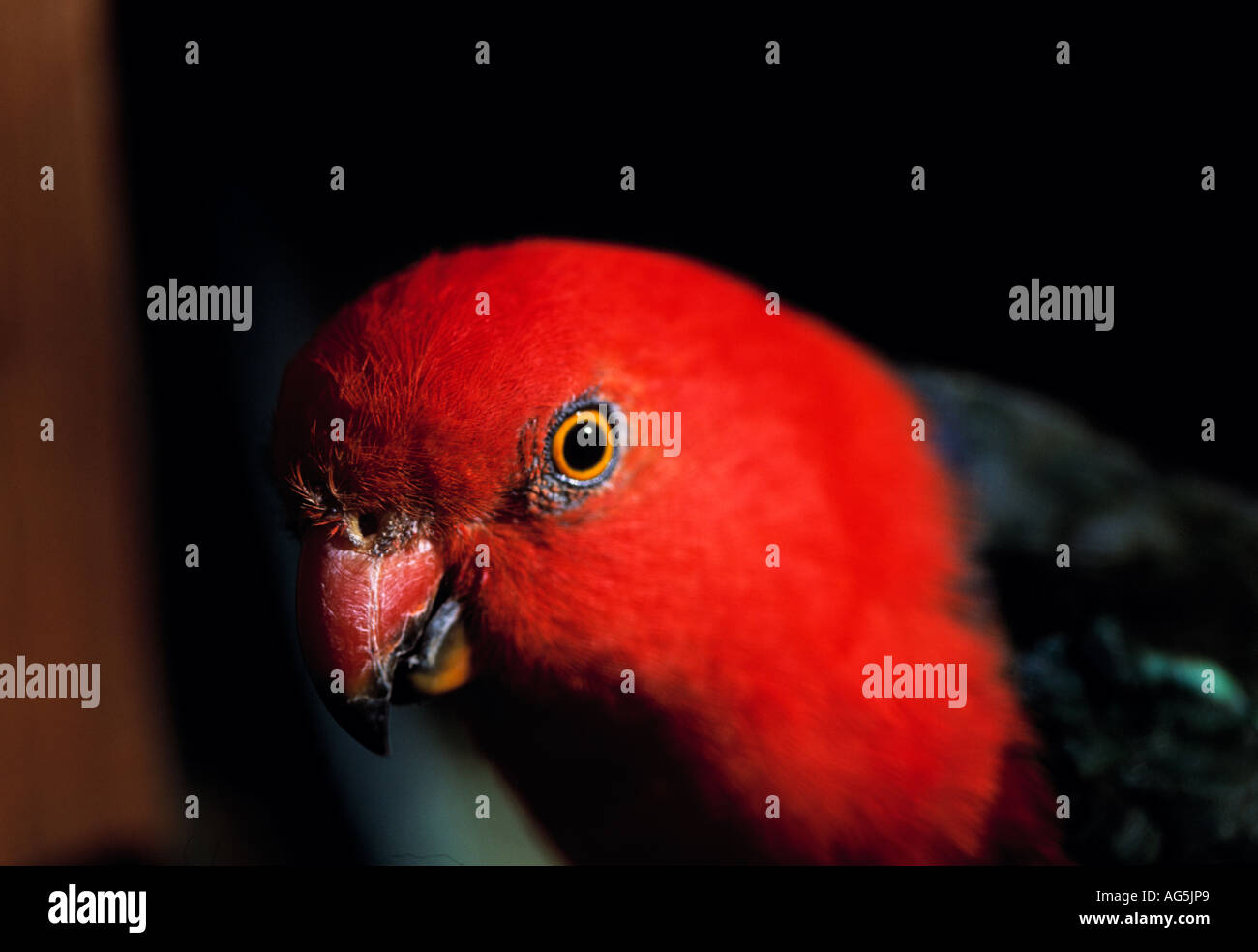 colourful/colorful red headed cockatoo with curved beak Stock Photo - Alamy
