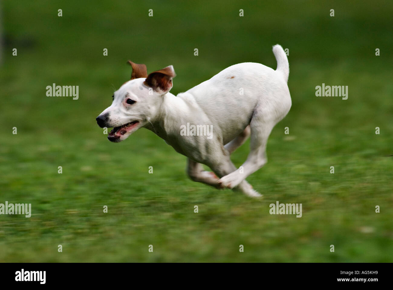 Parson Jack Russell Terrier Puppy Running Through Grass Stock Photo - Alamy