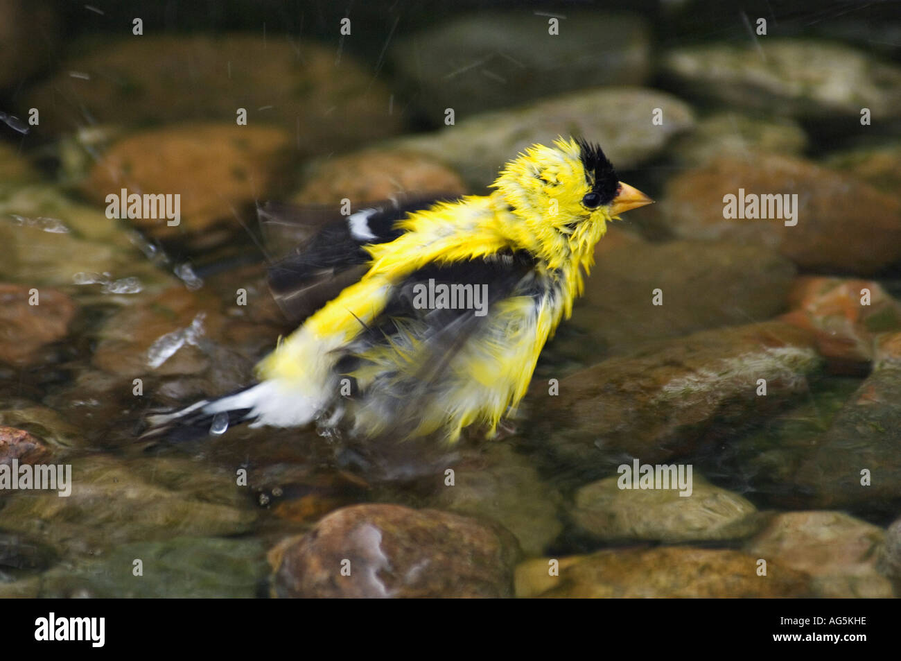 American Goldfinch Carduelis tristis Bathing in Stream of Water ...