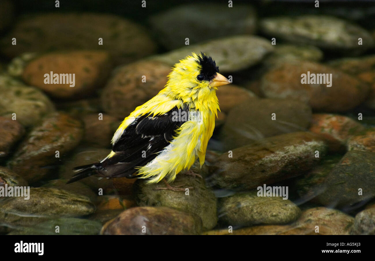 American Goldfinch Carduelis tristis Bathing in Stream of Water ...