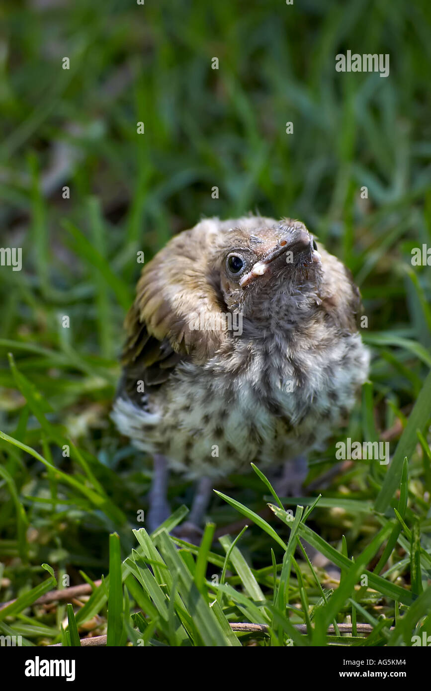 Baby myna bird hi-res stock photography and images - Alamy