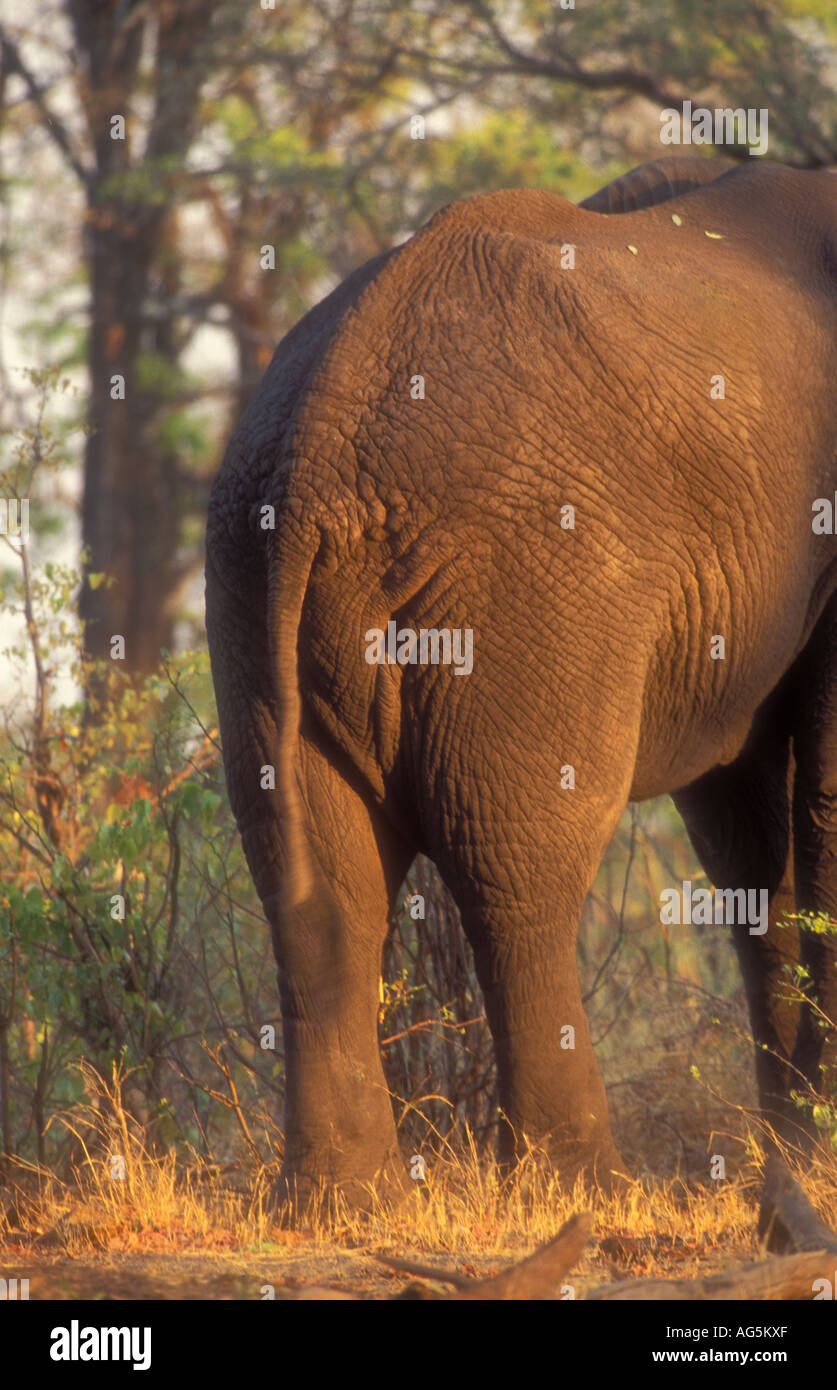 Elephant from behind hi-res stock photography and images - Alamy