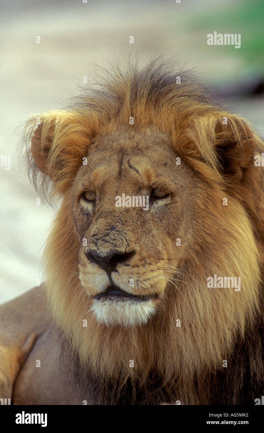 Scar faced lion hi-res stock photography and images - Alamy