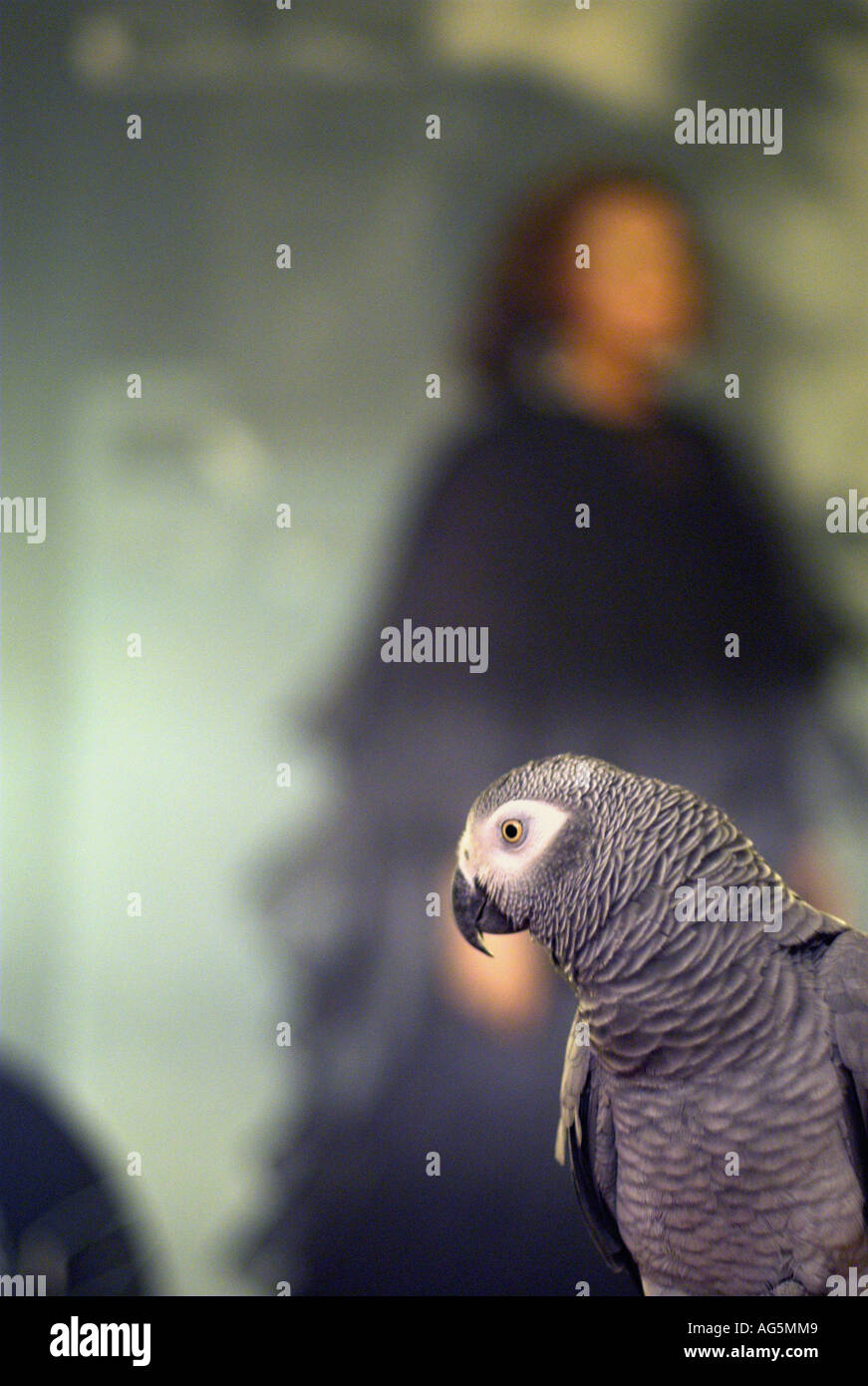 Rodrigues parrot hi-res stock photography and images - Alamy