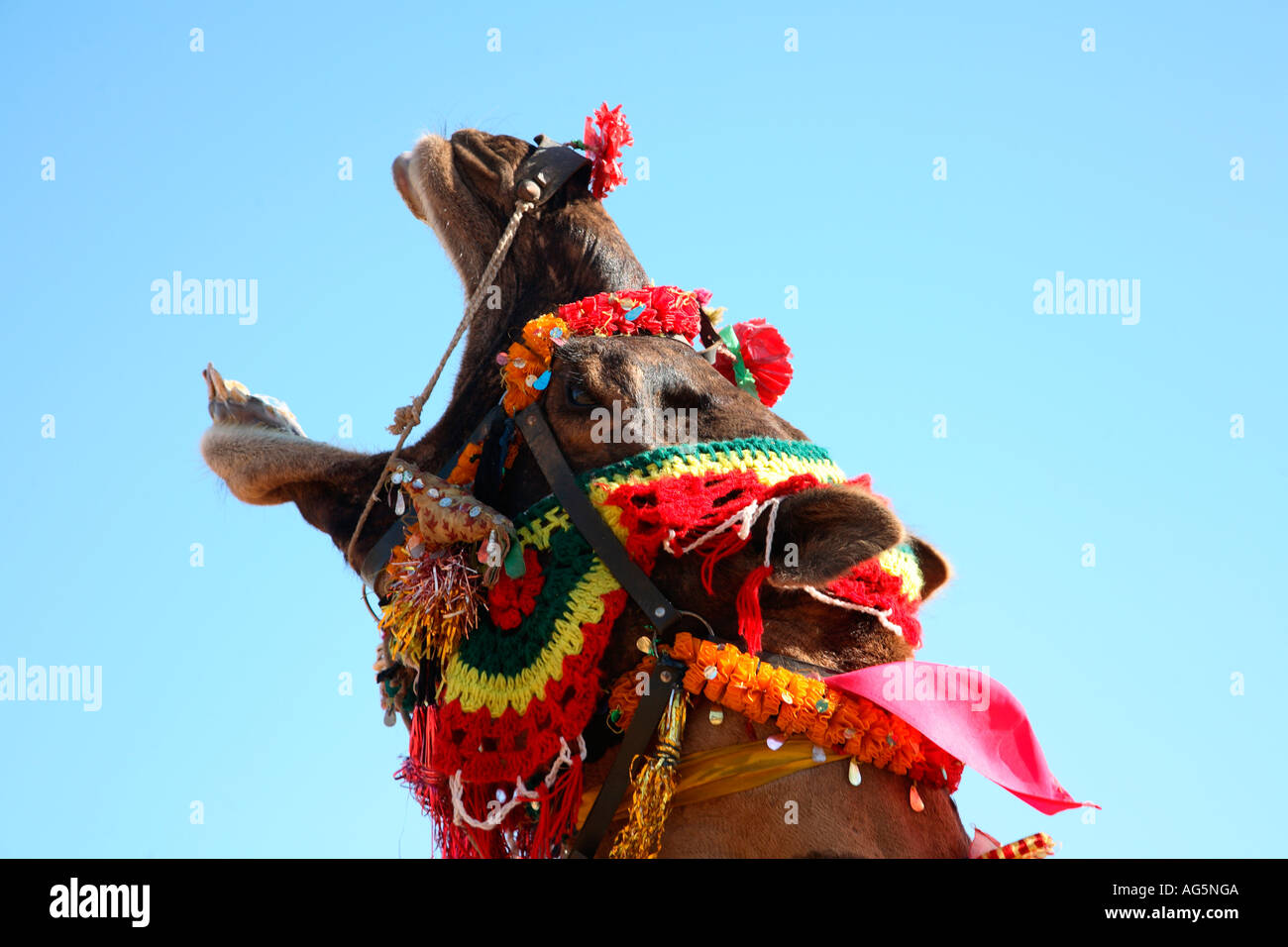 Yawning Camel High Resolution Stock Photography and Images - Alamy