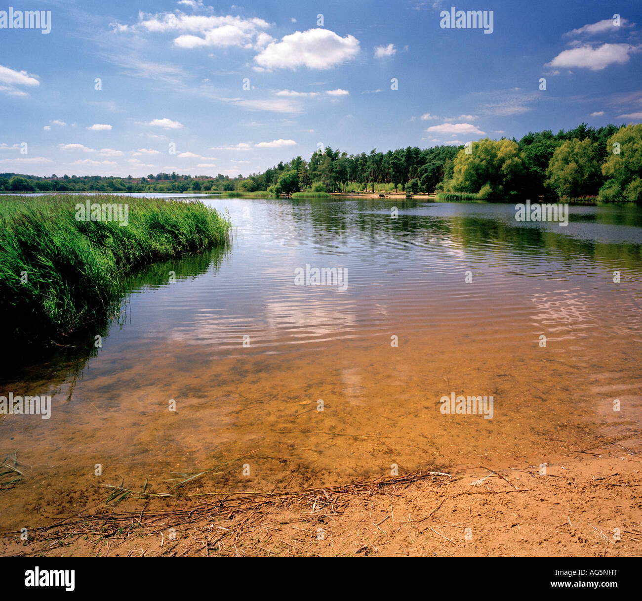 View of Frensham Little Pond near Farnham, Surrey, England, UK Stock ...