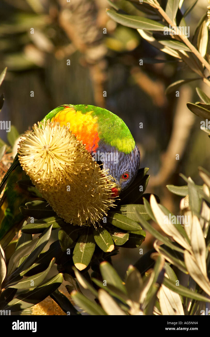 rainbow lorikeet eating a banksia Stock Photo - Alamy