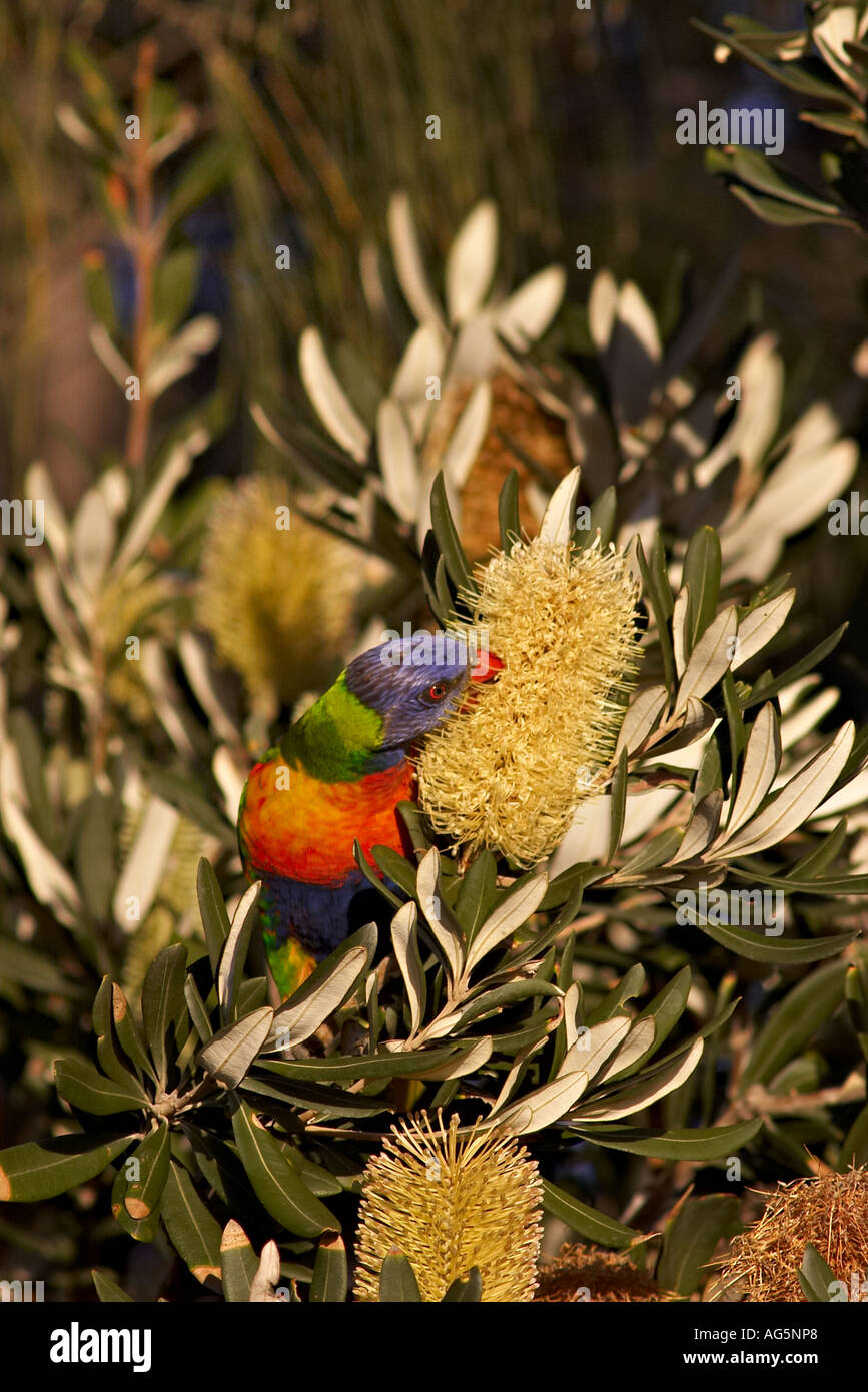rainbow lorikeet eating a banksia Stock Photo - Alamy