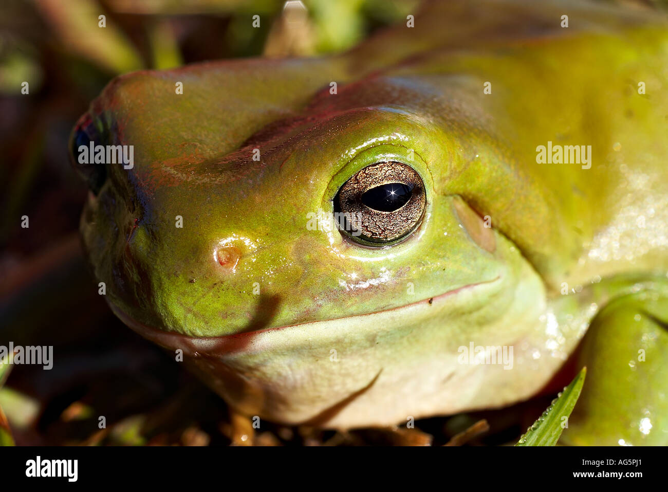 Kyogle hi-res stock photography and images - Alamy
