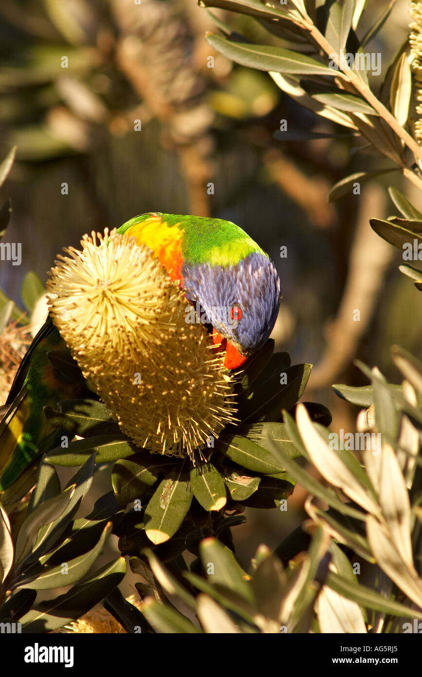 rainbow lorikeet eating a banksia Stock Photo - Alamy