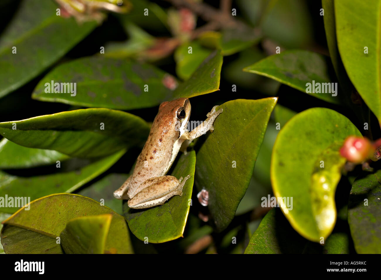 Litoria dentata hi-res stock photography and images - Alamy