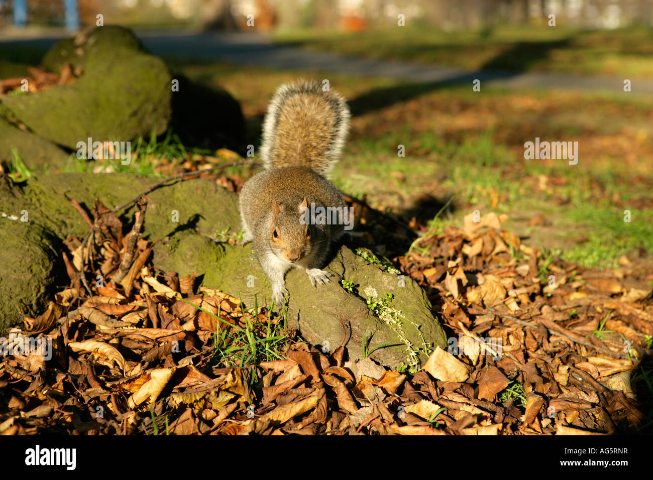 Scampering hi-res stock photography and images - Alamy