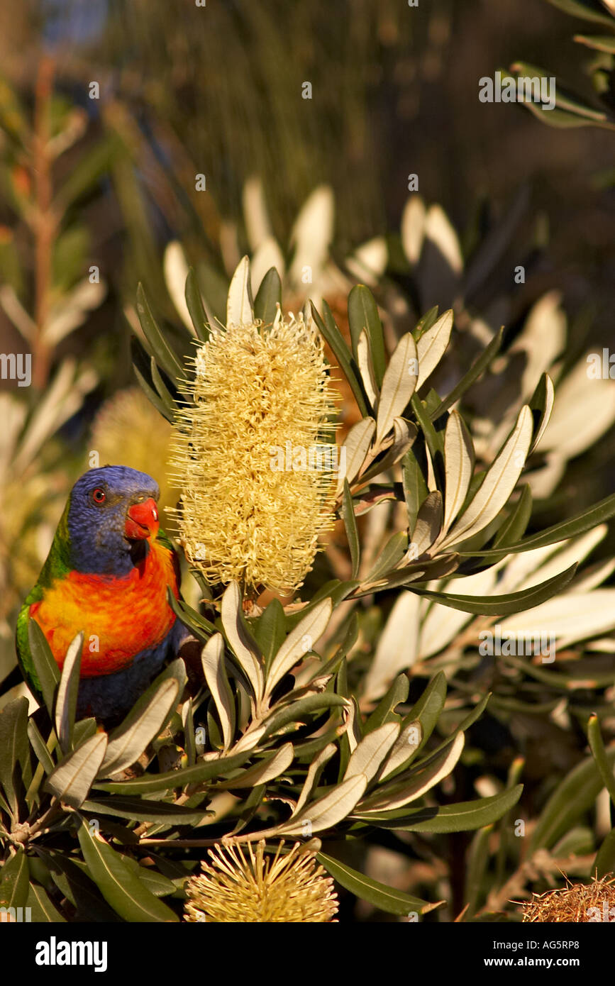rainbow lorikeet eating a banksia Stock Photo - Alamy