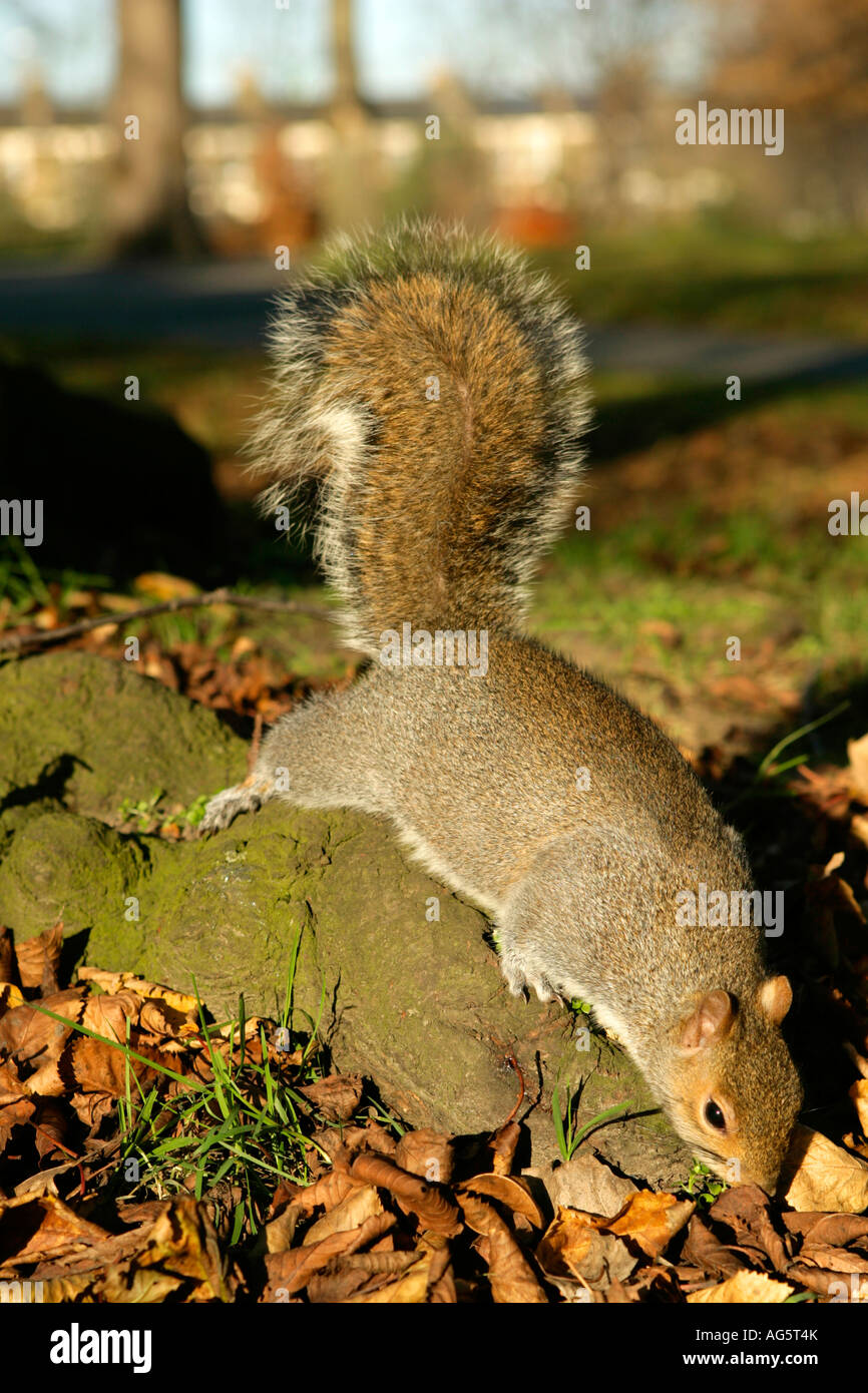 Scampering squirrel hi-res stock photography and images - Alamy